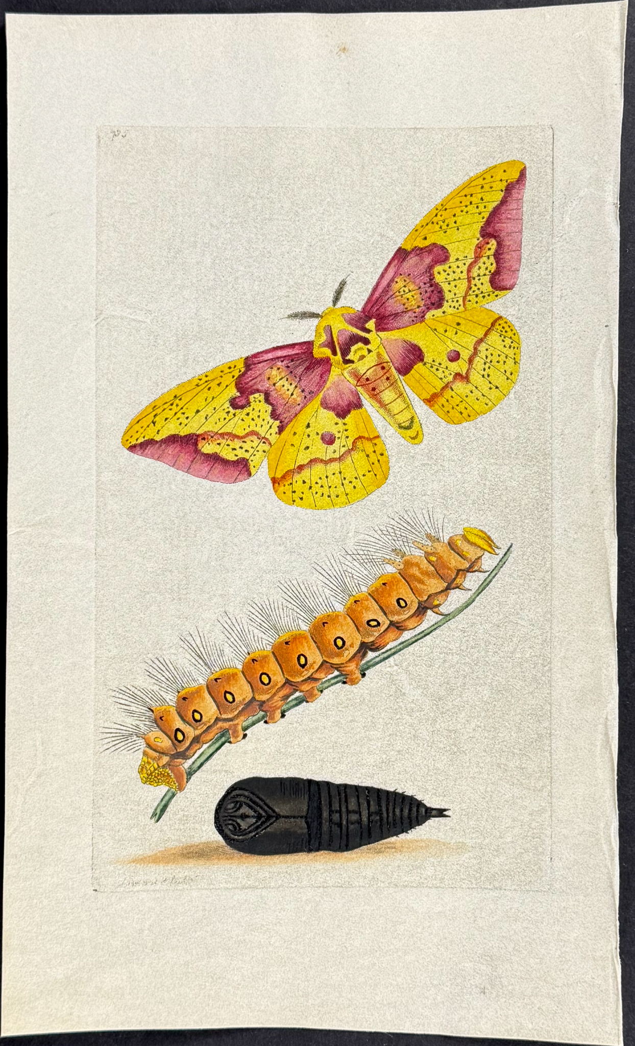 Lot 7115 - Shaw & Nodder, On Vellum - 4 Moth Metamorphosis Engravings ...