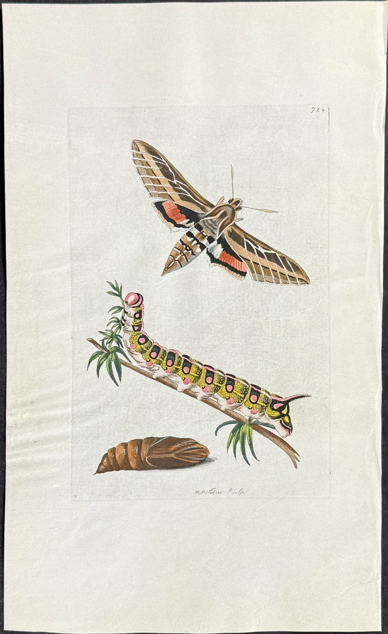 Lot 7115 - Shaw & Nodder, On Vellum - 4 Moth Metamorphosis Engravings ...