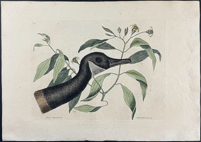 Lot 7144 - Catesby, First Ed - Canada Goose. 1-92 | Trillium Rare Prints
