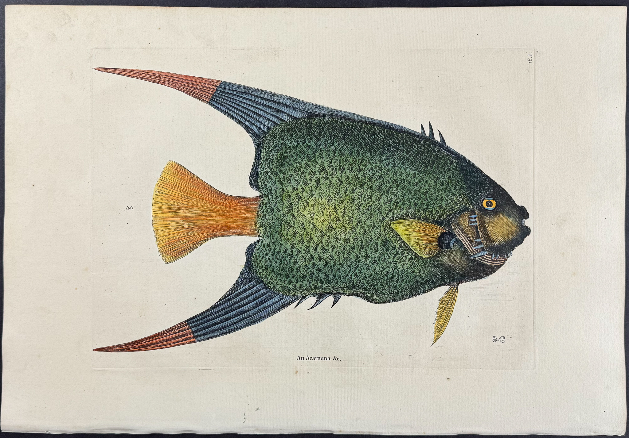 Lot 7147 - Catesby, First Ed - Angel Fish. 2-31 | Trillium Rare Prints