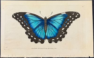 Lot 7487 - Shaw & Nodder - Nestor Butterfly. 113 | Trillium Rare Prints