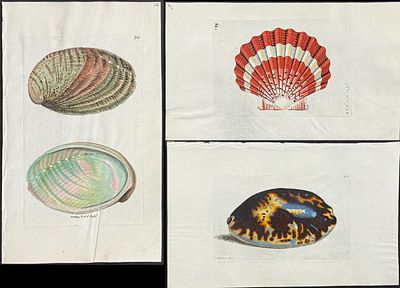 Lot 7499 - Shaw & Nodder, On Vellum - 4 Shell Engravings | Trillium ...