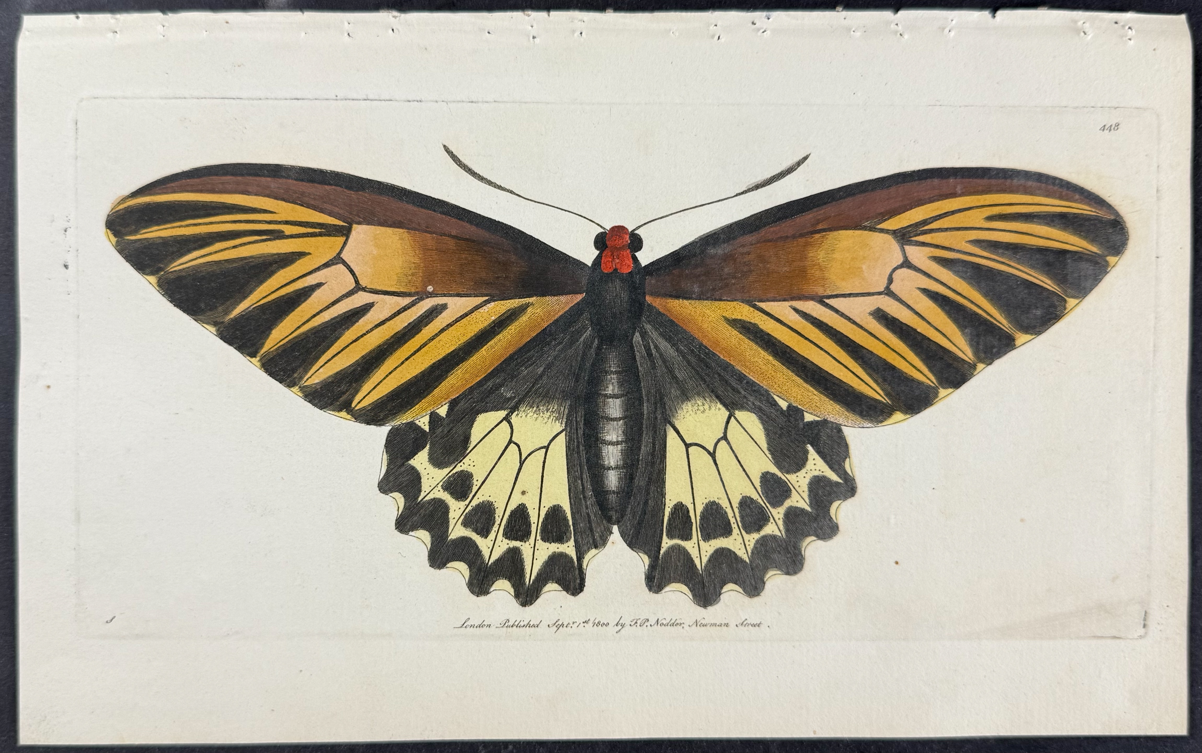 Lot 7708 - Shaw & Nodder - Amphimedon Moth. 448 | Trillium Rare Prints