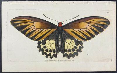 Lot 7708 - Shaw & Nodder - Amphimedon Moth. 448 | Trillium Rare Prints