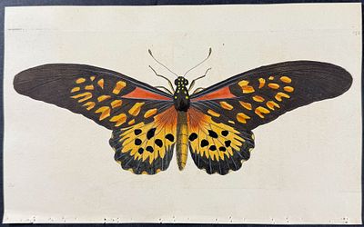 Lot 7709 - Shaw & Nodder - Antimachus Butterfly. 572 | Trillium Rare Prints