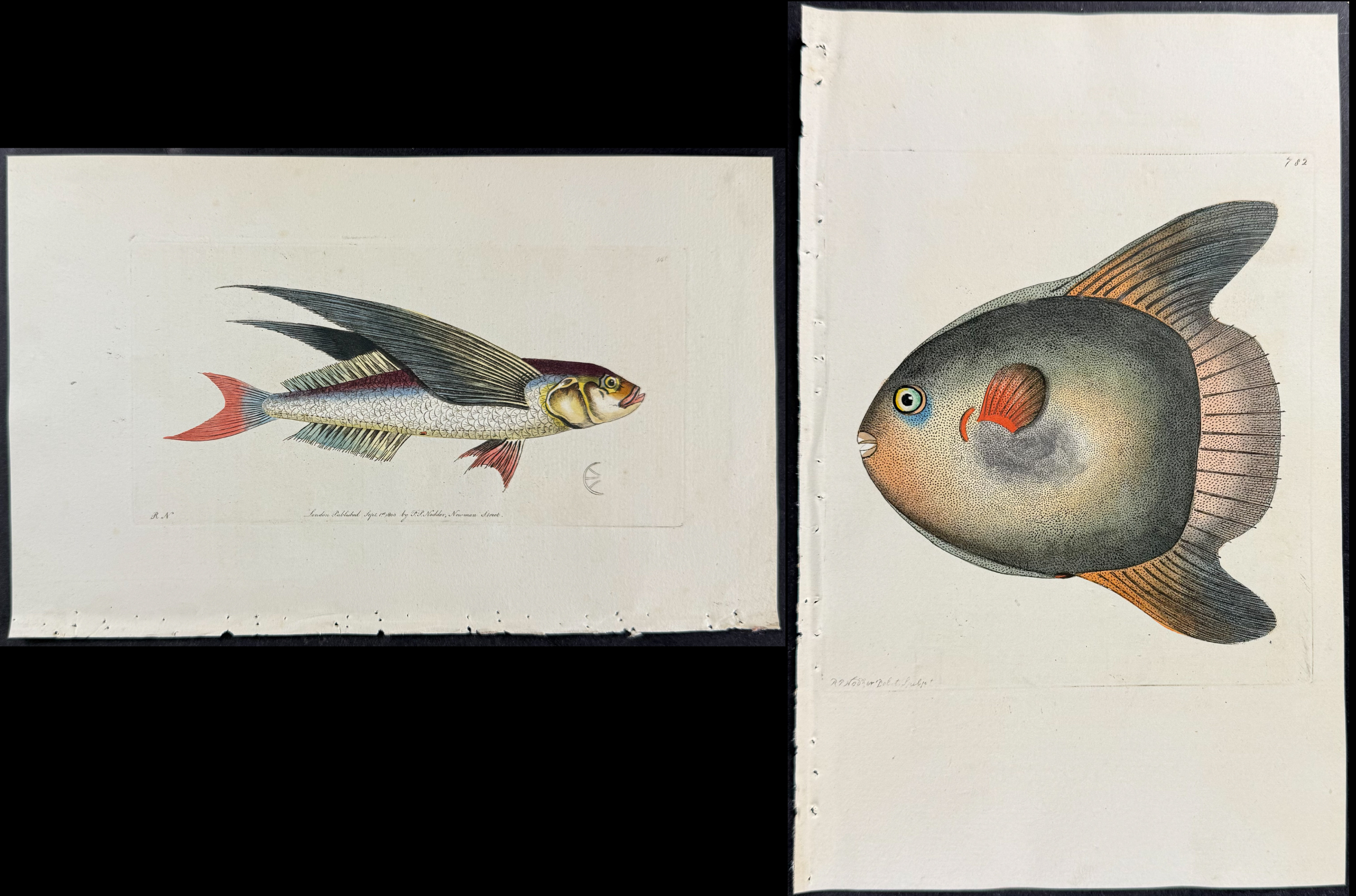 Lot 7907 - Shaw & Nodder - Pair of Fish Engravings | Trillium Rare Prints