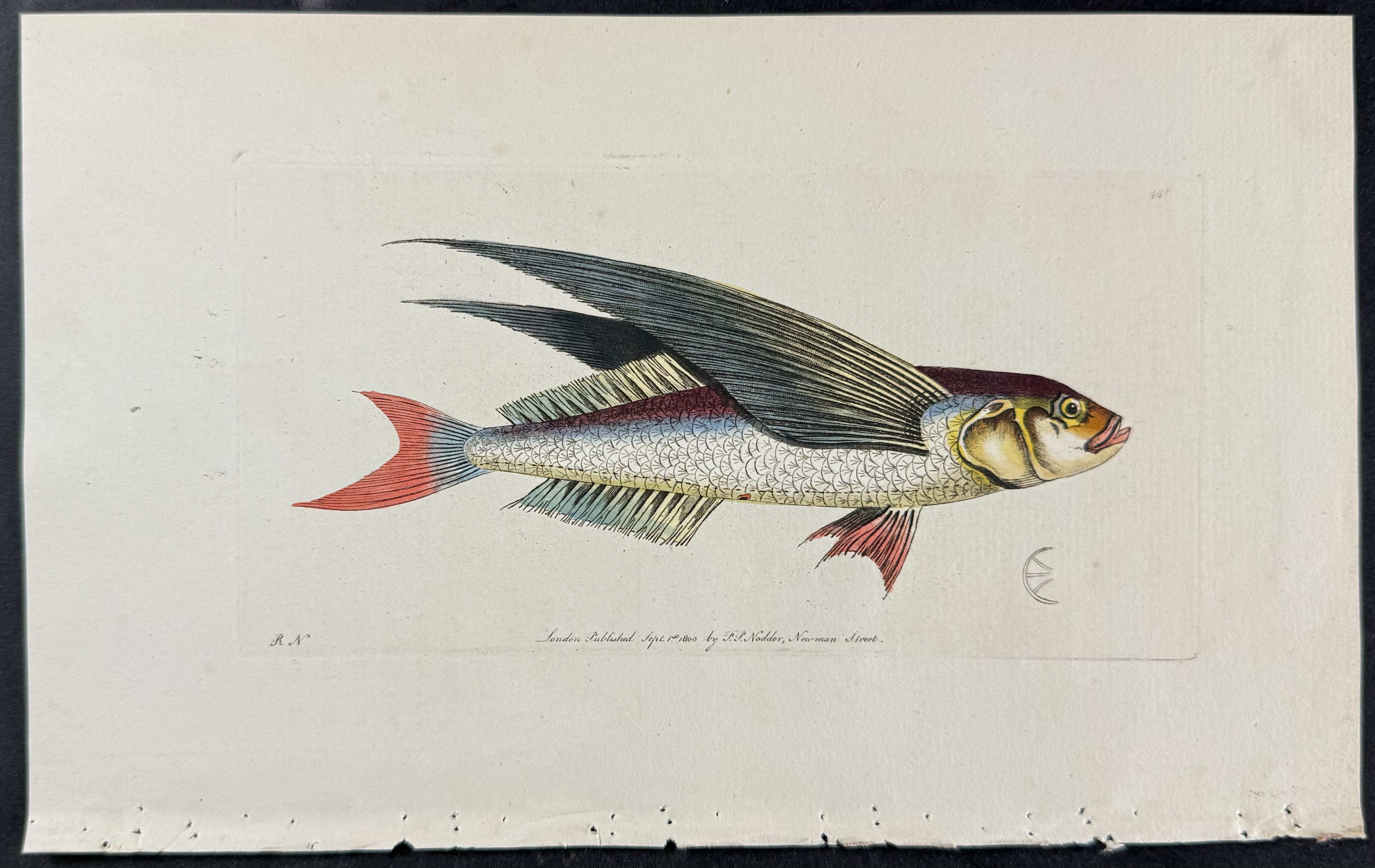 Lot 7907 - Shaw & Nodder - Pair of Fish Engravings | Trillium Rare Prints