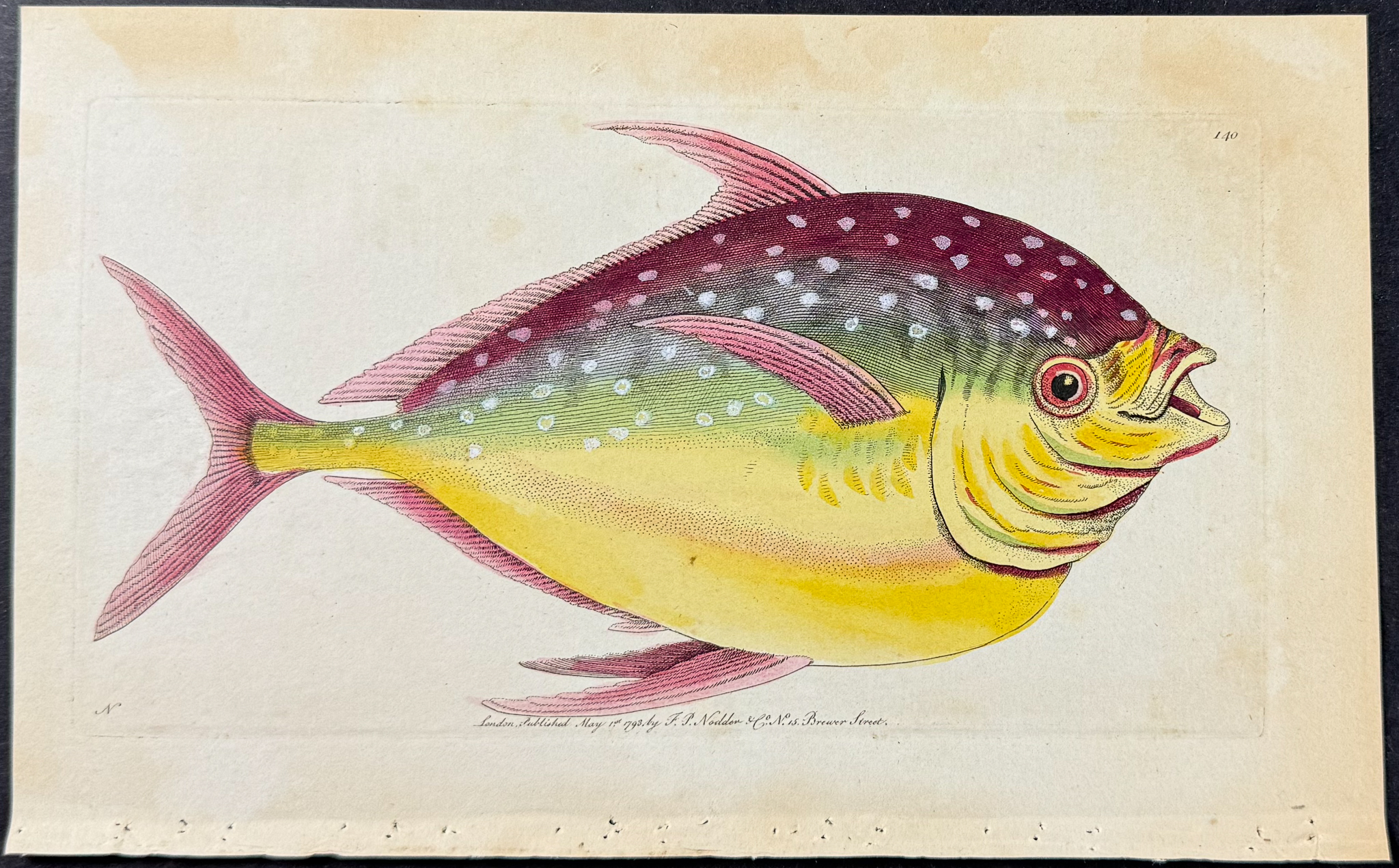 Lot 7908 - Shaw & Nodder - Opah or Imperial Zeus. 140 | Trillium Rare ...