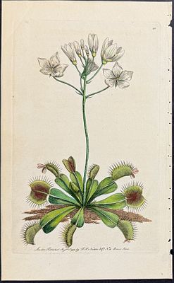 Lot 8099 - Shaw & Nodder - Venus's Fly-Trap or Dionaea Muscipula. 40 ...