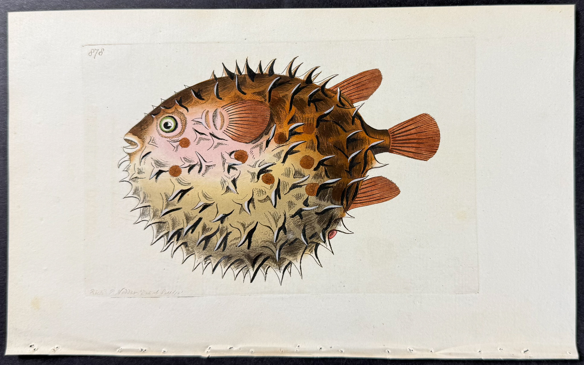 Lot 8699 - Shaw & Nodder - Orbicular Diodon or Blowfish. 878 | Trillium ...