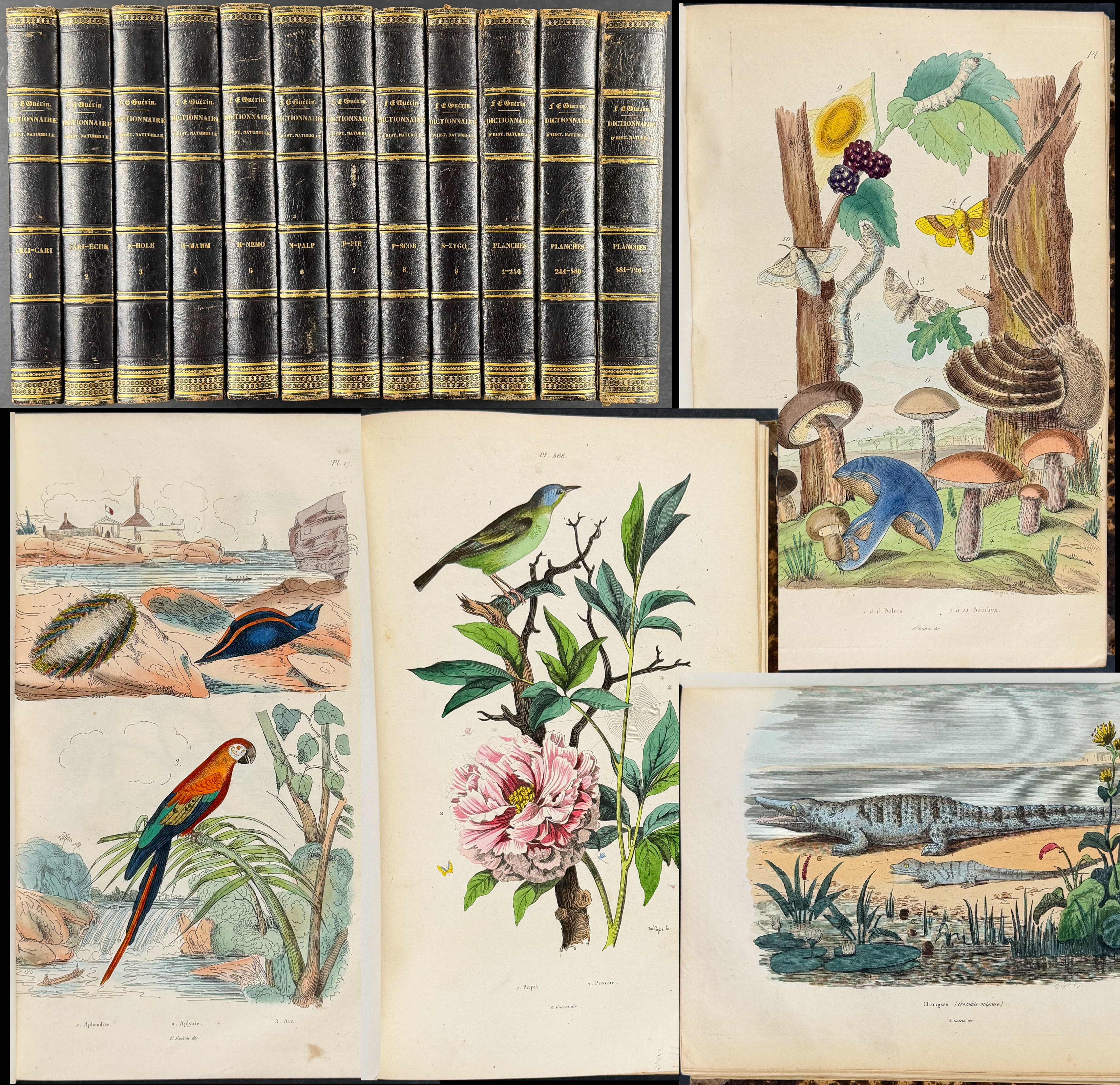Lot 10114 - Guerin -12 Volumes with 719 Hand-colored Natural History ...
