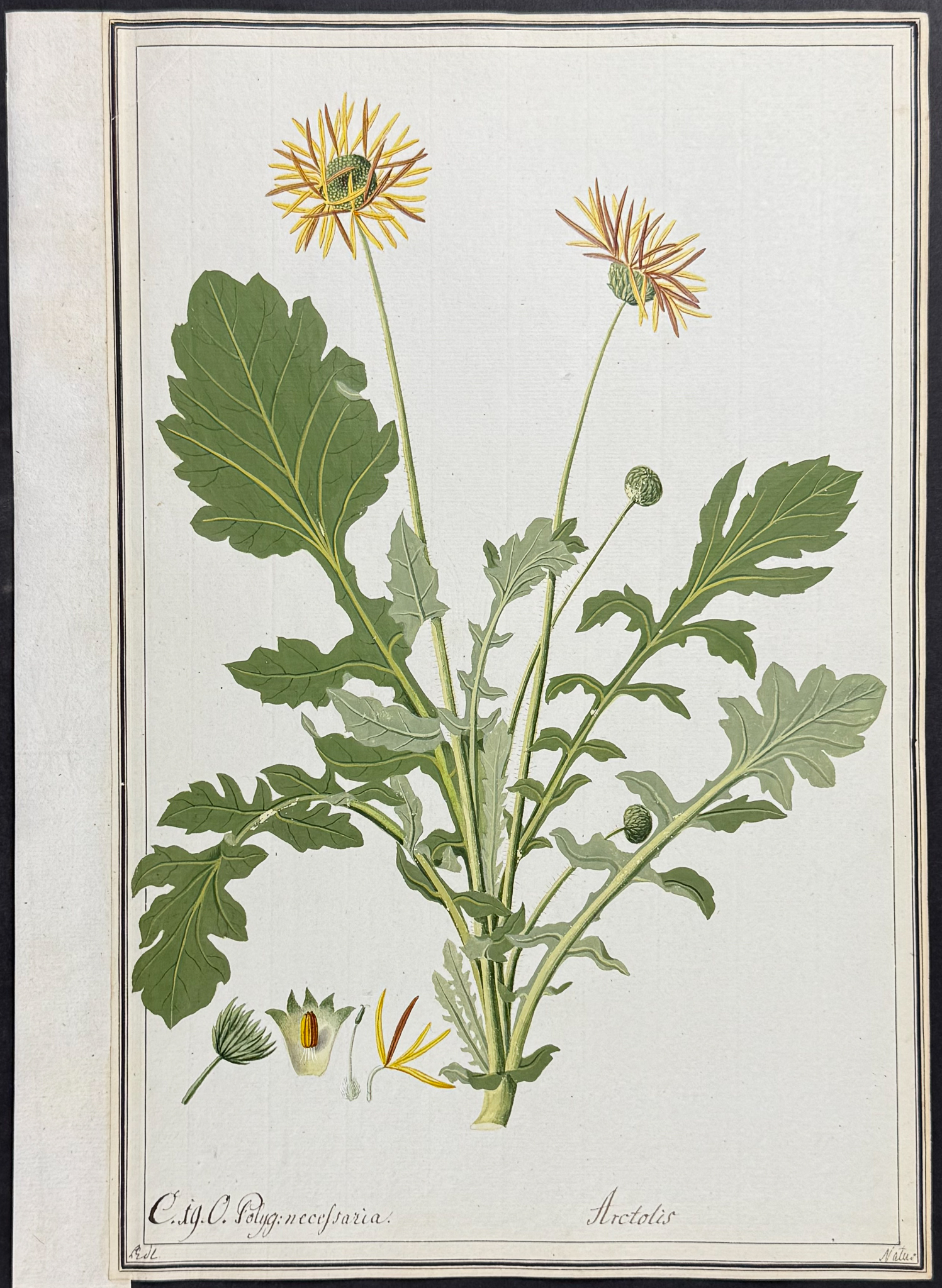 Lot 803 - Pair of Original Botanical Watercolors of African Daisy ...
