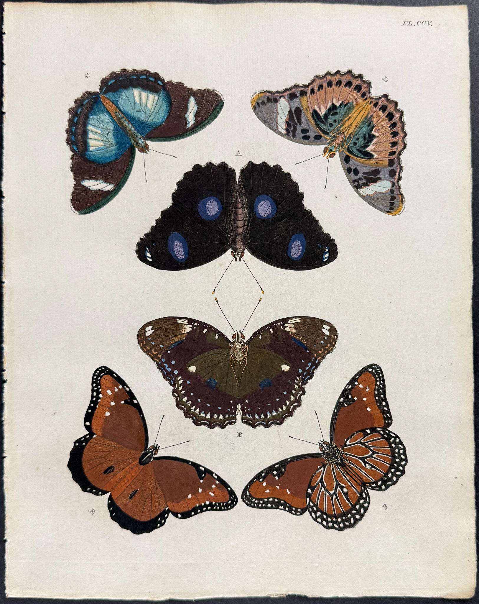 Lot 805 - Cramer - Pair of Butterfly Engravings | Trillium Rare Prints