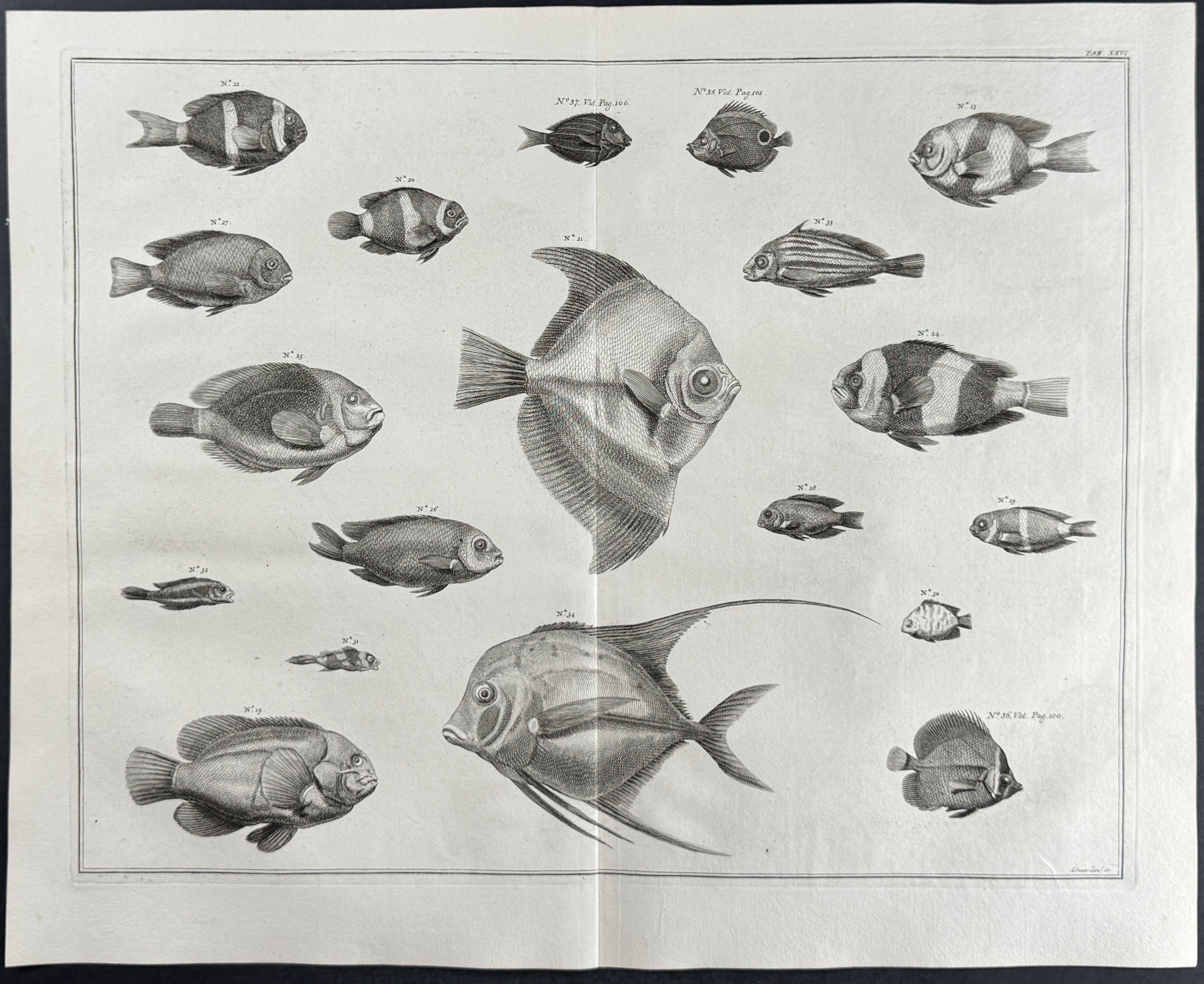 Lot 845 - Seba - Pair of Fish Engravings | Trillium Rare Prints
